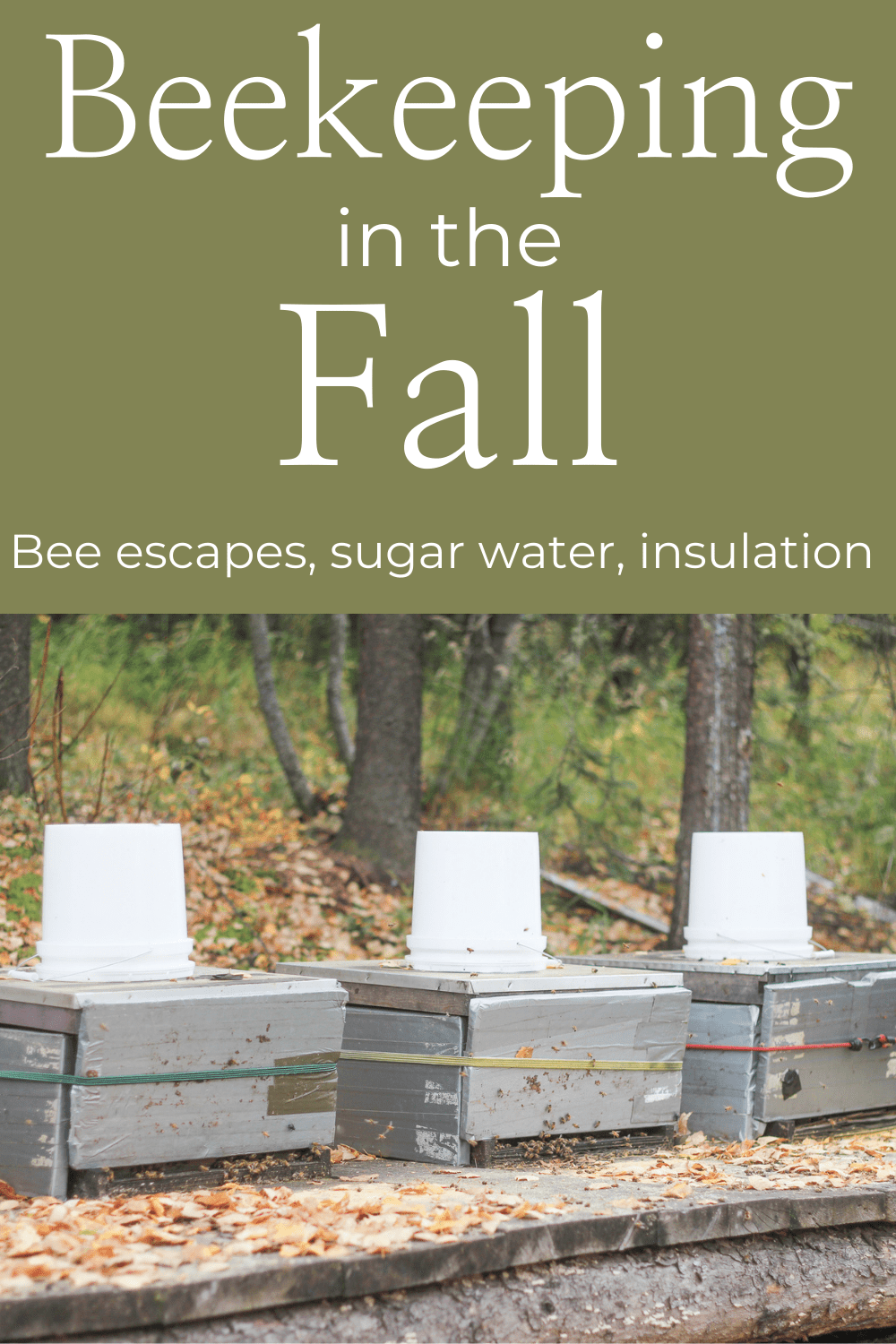 Fall Beekeeping - Rosehips & Honey