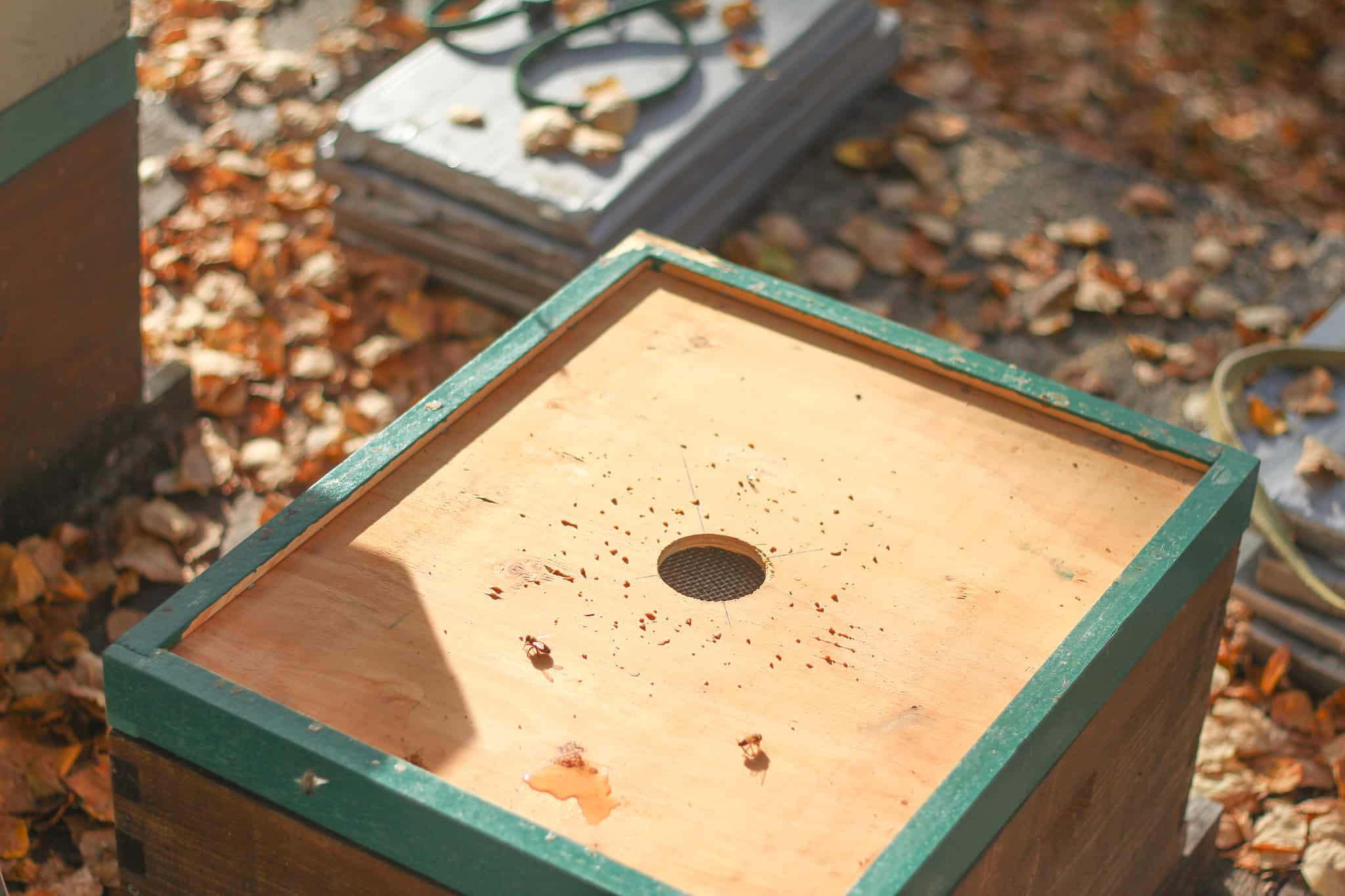 Fall Beekeeping - Rosehips & Honey