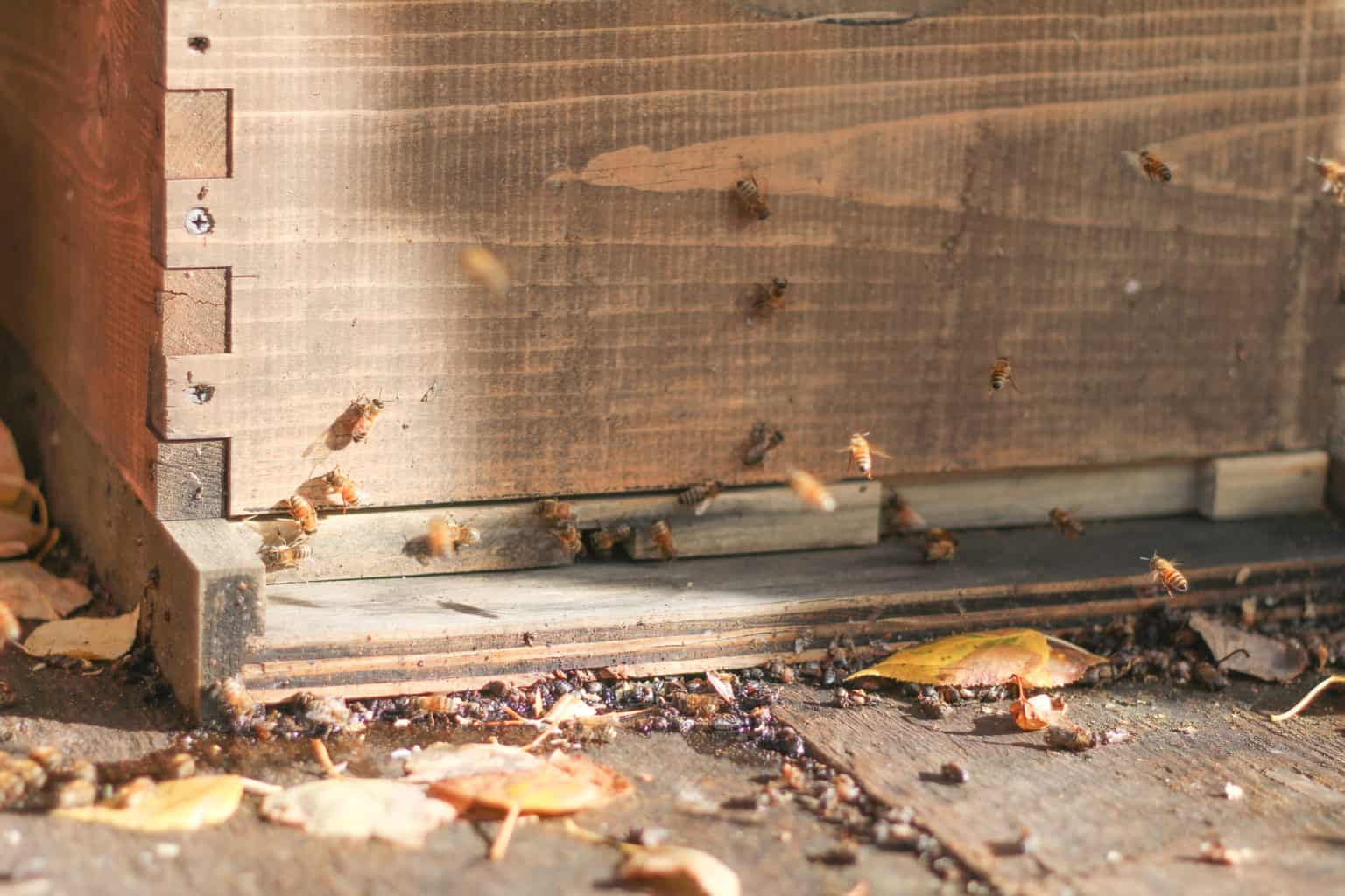 Fall Beekeeping - Rosehips & Honey