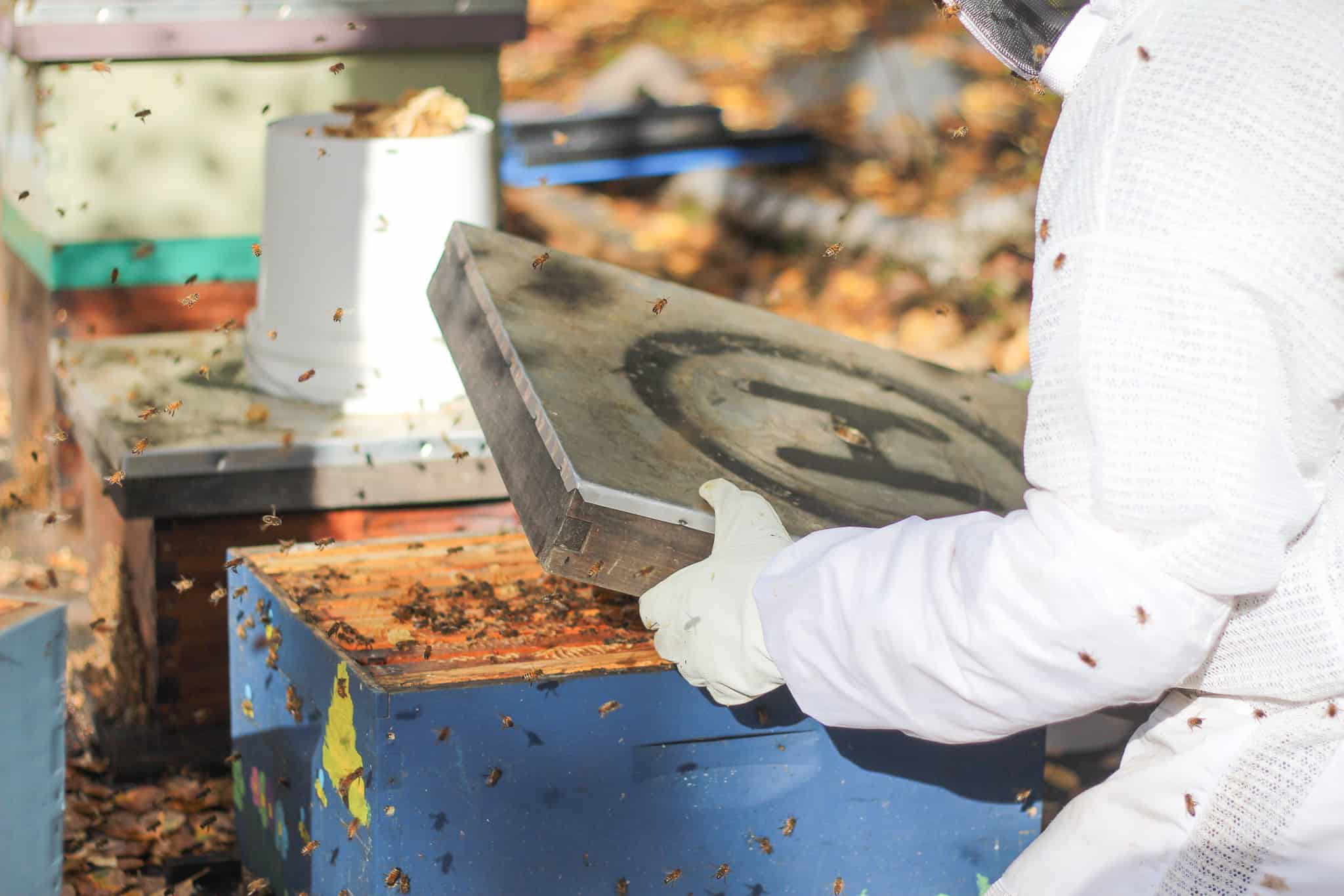 Fall Beekeeping - Rosehips & Honey