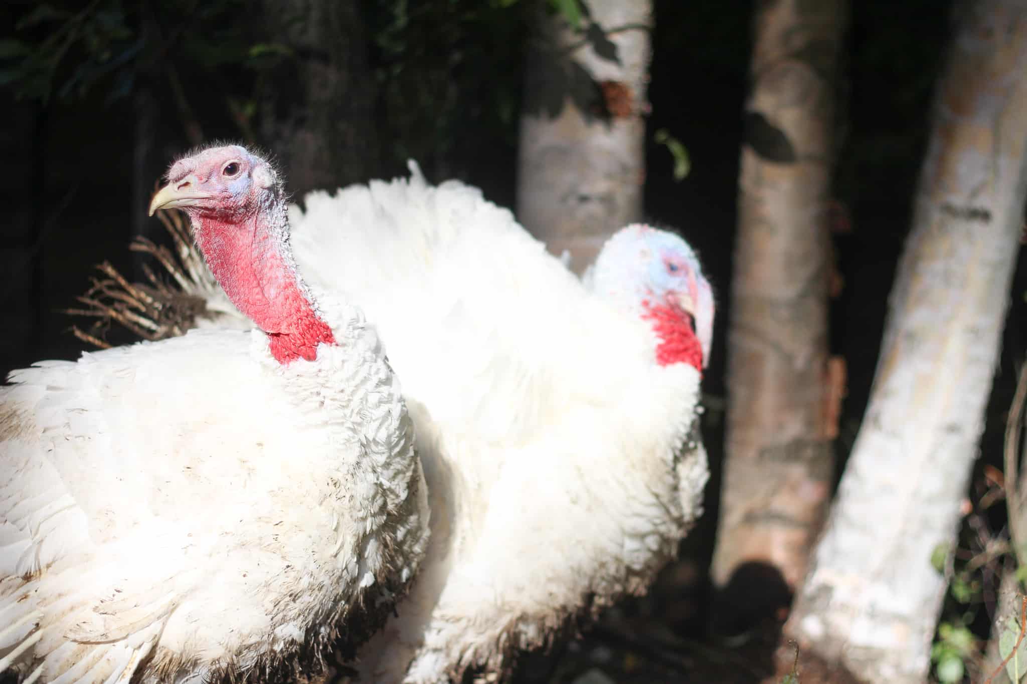 Raising Turkeys for Meat - Rosehips & Honey