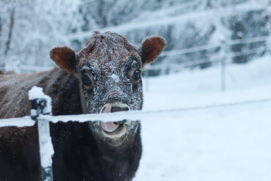 Caring for a Dairy Cow in the Winter - Rosehips & Honey