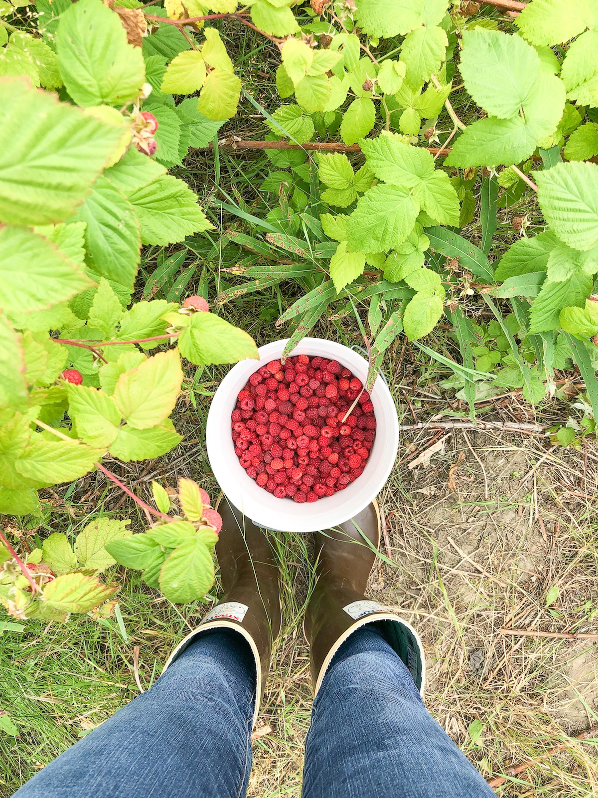 Tips for Picking Wild Berries - Rosehips & Honey