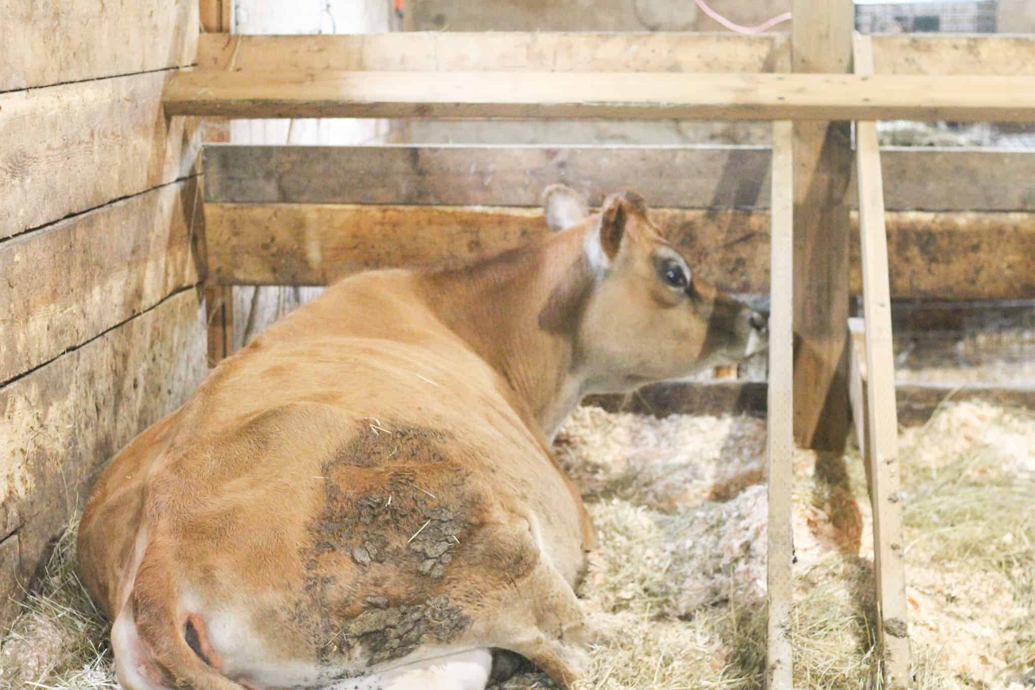 Building Freestalls for Cows - Rosehips & Honey