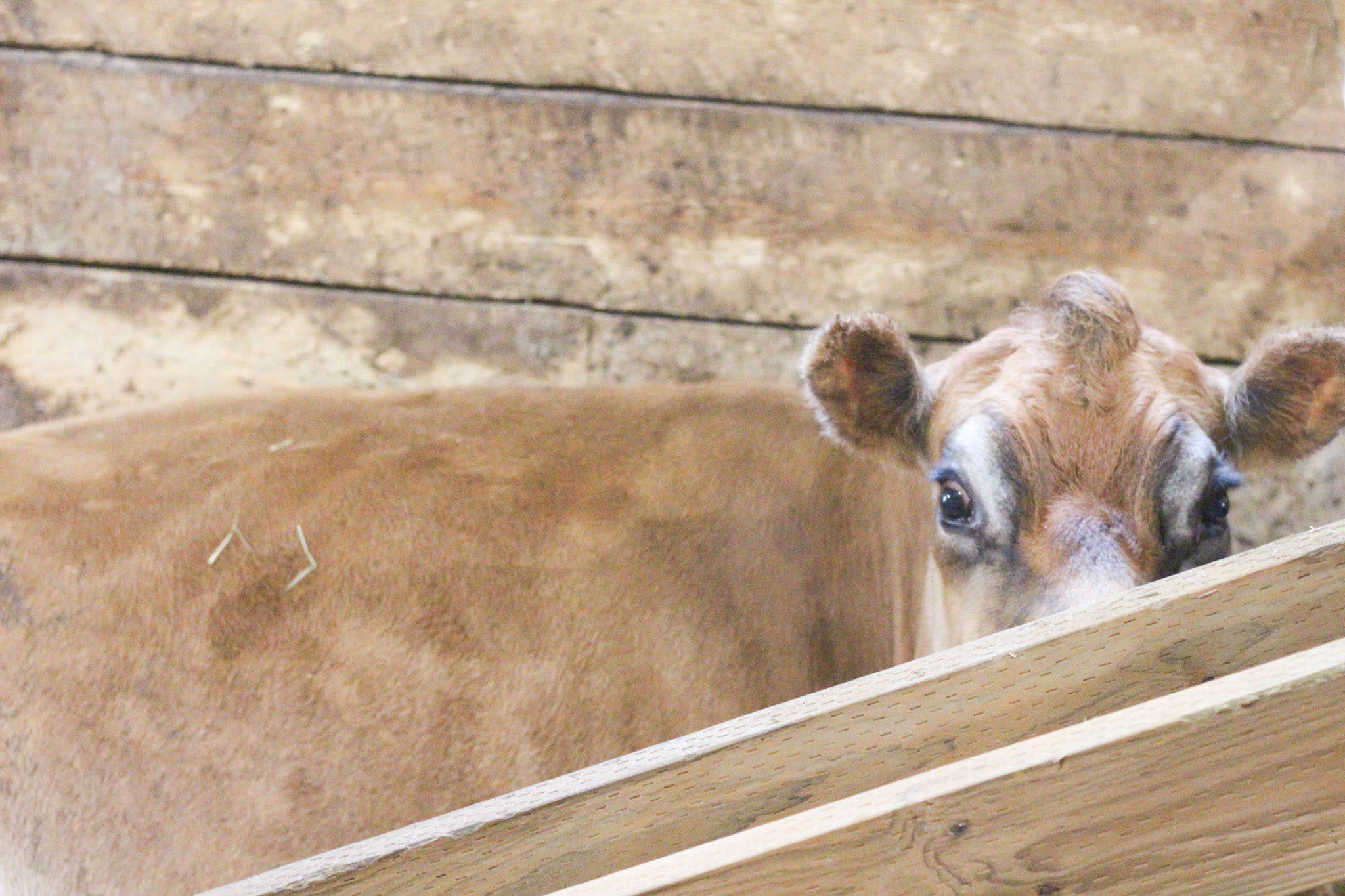 Building Freestalls for Cows - Rosehips & Honey
